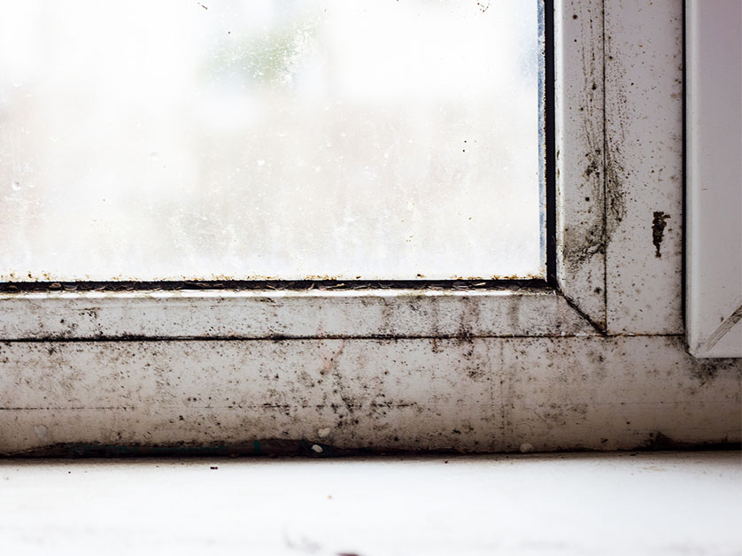 How to Deal With Mold Growth on Windows